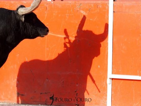Após polémica com Junta de Freguesia corrida de Marinhais foi cancelada ...